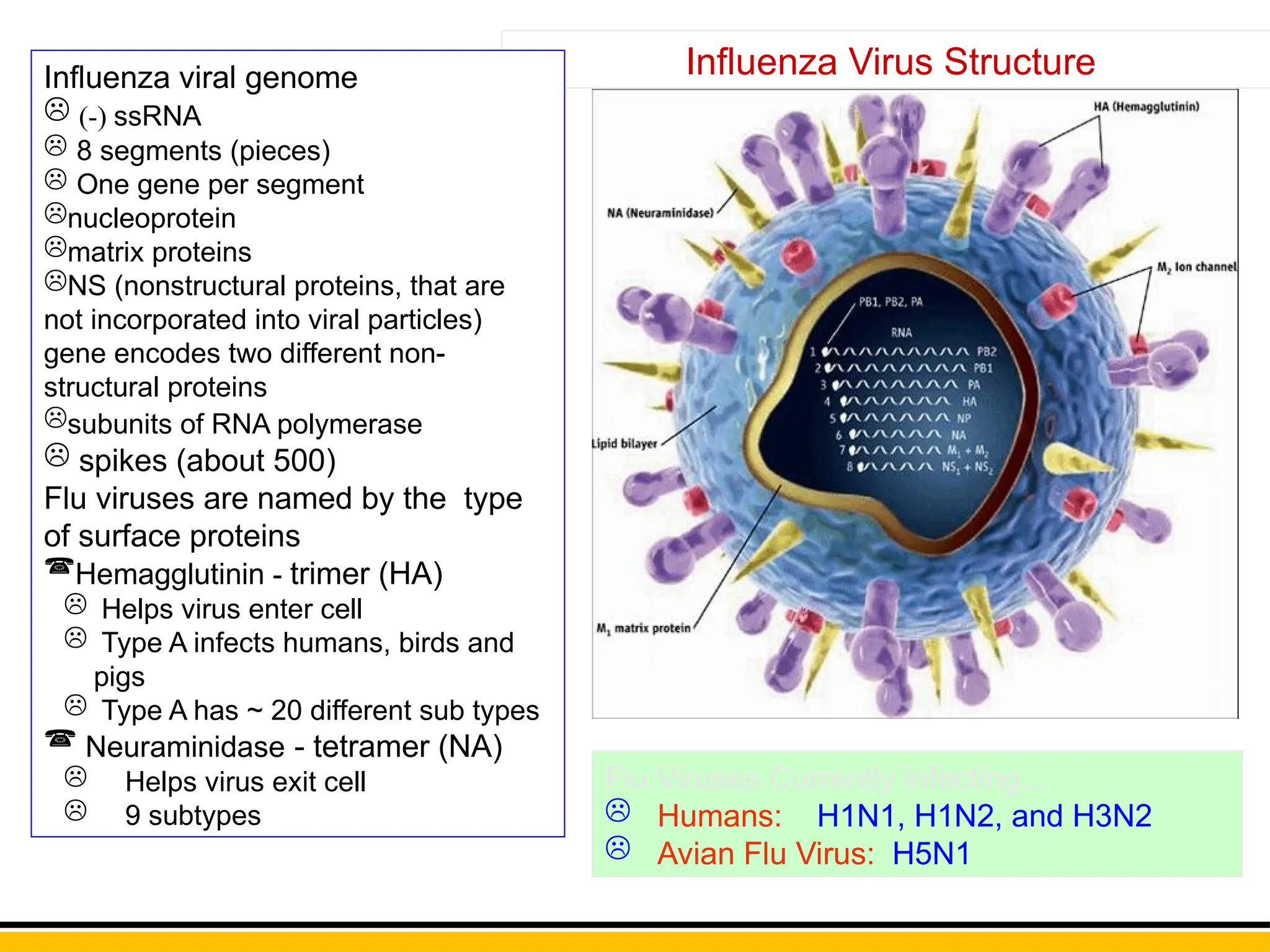 Comprehensive Overview of the Human Influenza Virus | PPTX