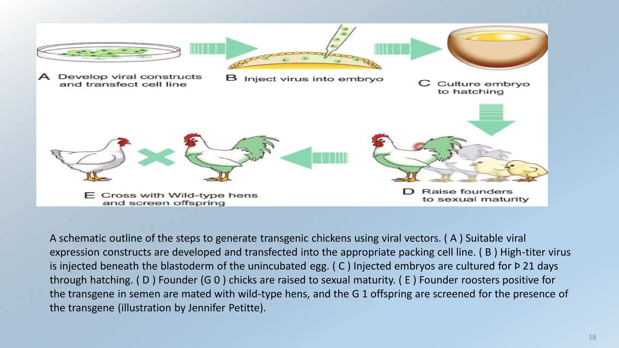 Virology-lecture-definition- viruses.pdf