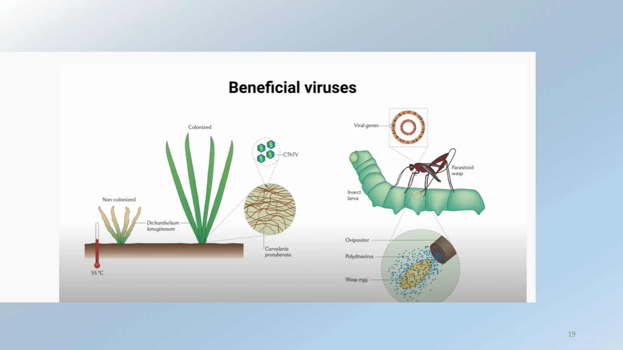 Virology-lecture-definition- viruses.pdf