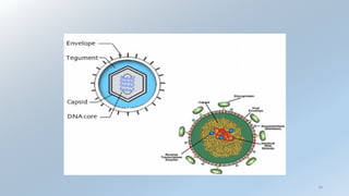 Virology-lecture-definition- viruses.pdf