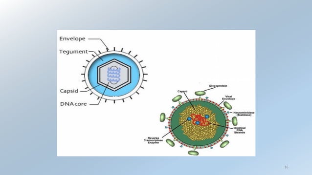 Virology-lecture-definition- viruses.pdf