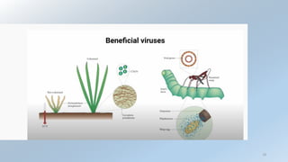 Virology-lecture-definition- viruses.pdf