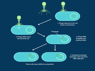 VIROLOGY- LYSOGENIC CYCLE (1).pdf