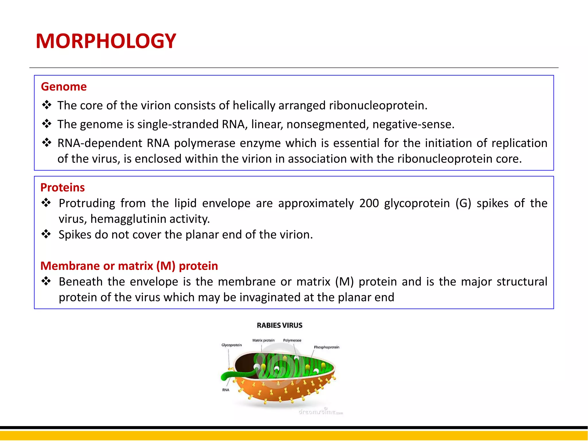 VIROLOGY - RABIES VIRUS | PPTX