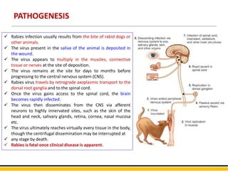 VIROLOGY - RABIES VIRUS | PPTX