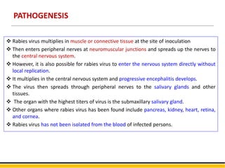 VIROLOGY - RABIES VIRUS | PPTX
