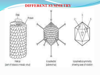 Virus-Morphology, General structures and classification | PPT