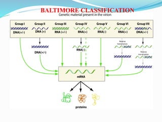 Virus-Morphology, General structures and classification | PPT