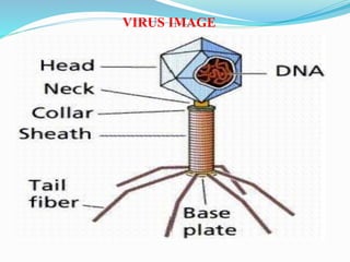 Virus-Morphology, General structures and classification | PPT