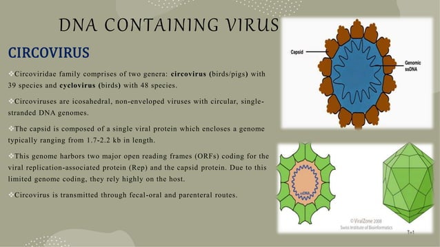 presenation of virology on DNA nd DNA viruses | PPT
