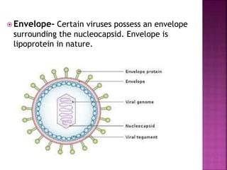 Virology (2) | PPT