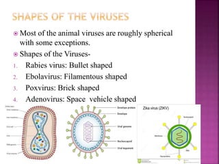 Virology (2) | PPT