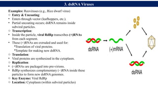 Mechanism of Replication in different plant virus.pptx