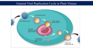 Mechanism of Replication in different plant virus.pptx