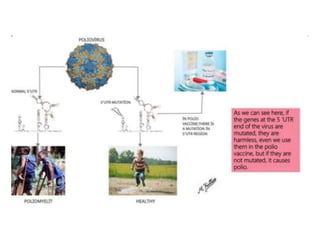 Viral pathogenesis ppt | PPTX