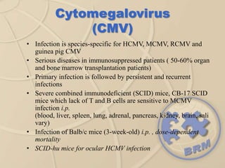 BRM Virology, Viral Immunology and Pathology | PPT