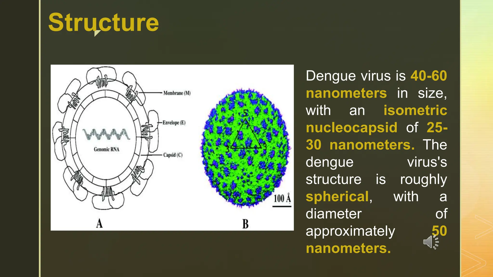 Virology Dengue - Dengue Virus in Detail | PPSX