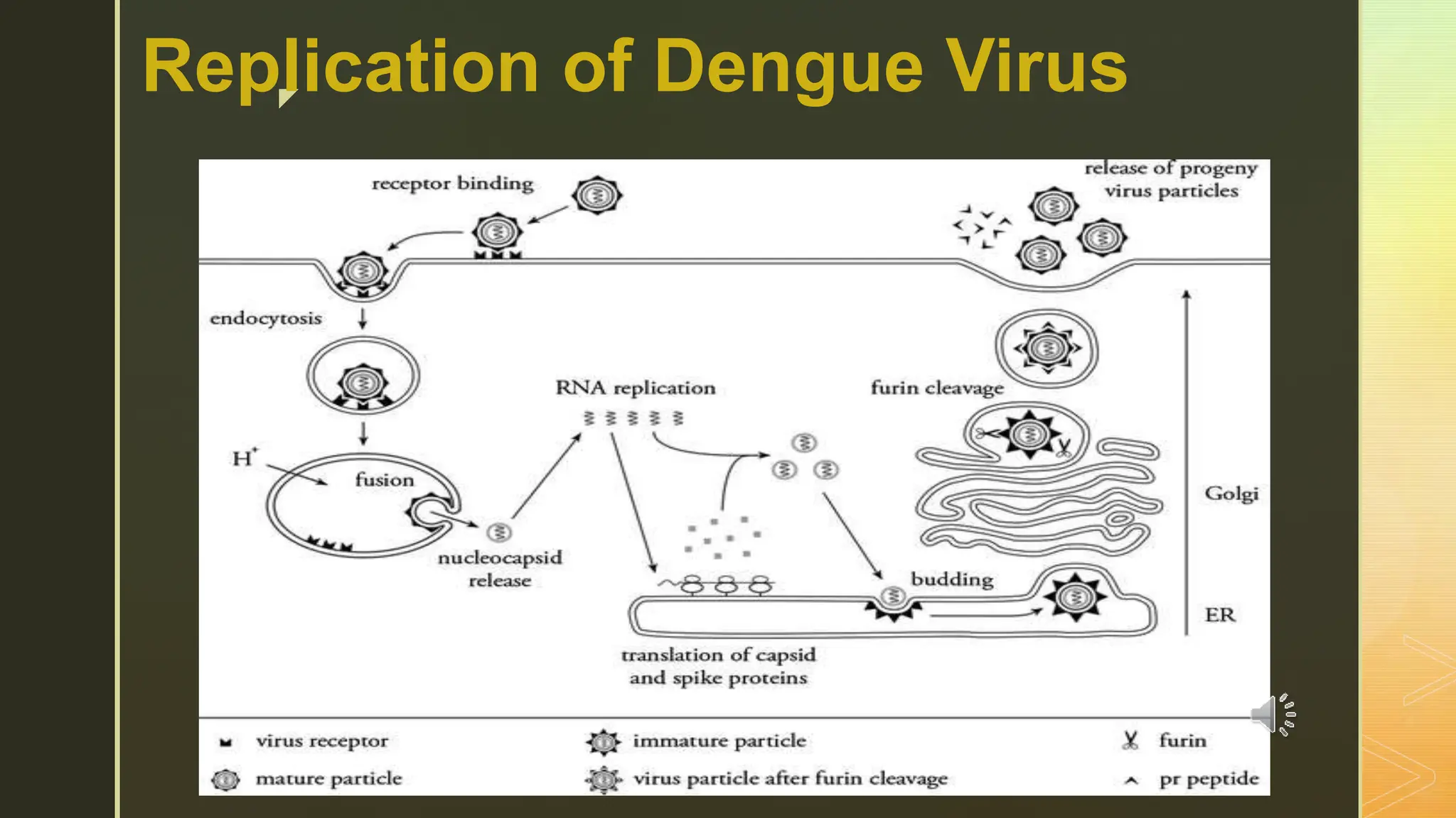 Virology Dengue - Dengue Virus in Detail | PPSX