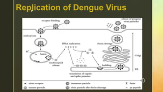 Virology Dengue - Dengue Virus in Detail | PPT