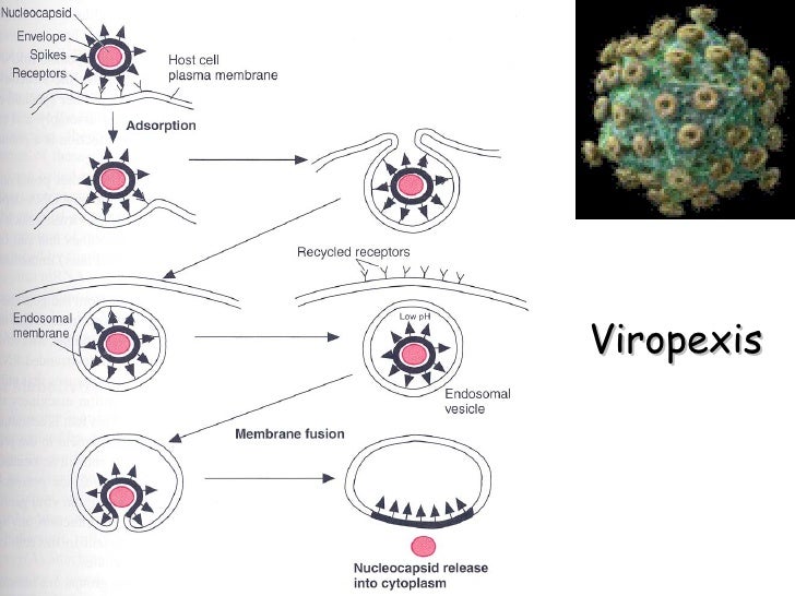 Virology Dr.Titi