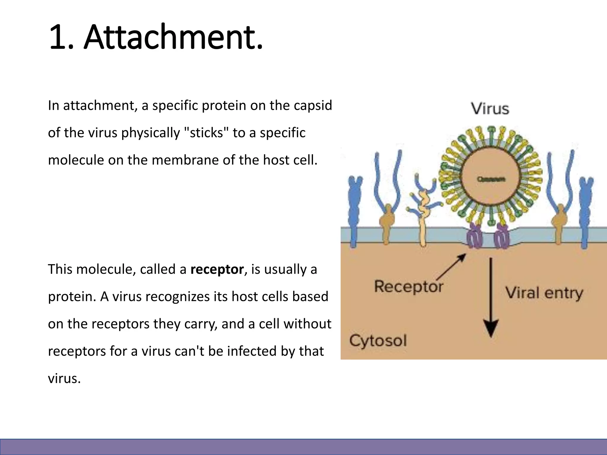 Introduction to Virology | PDF