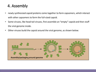 Introduction to Virology | PDF