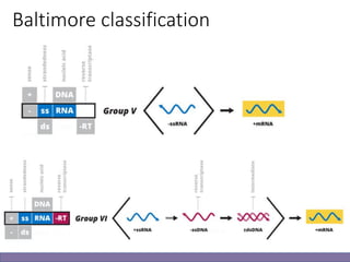 Introduction to Virology | PDF