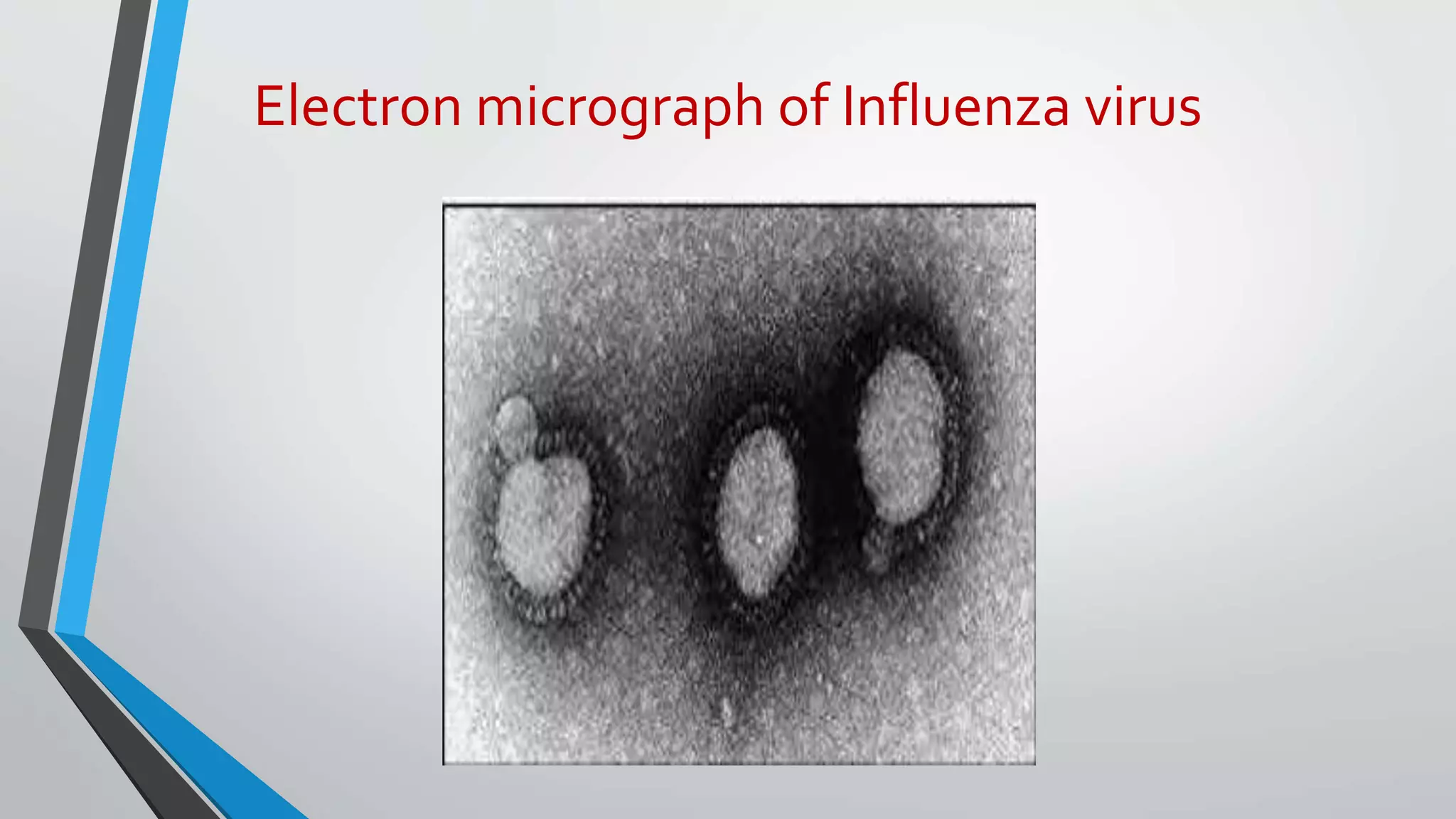 Structure of Animal Viruses | PPTX