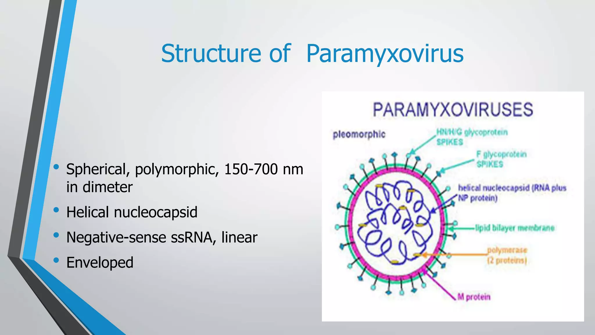 Structure of Animal Viruses | PPTX