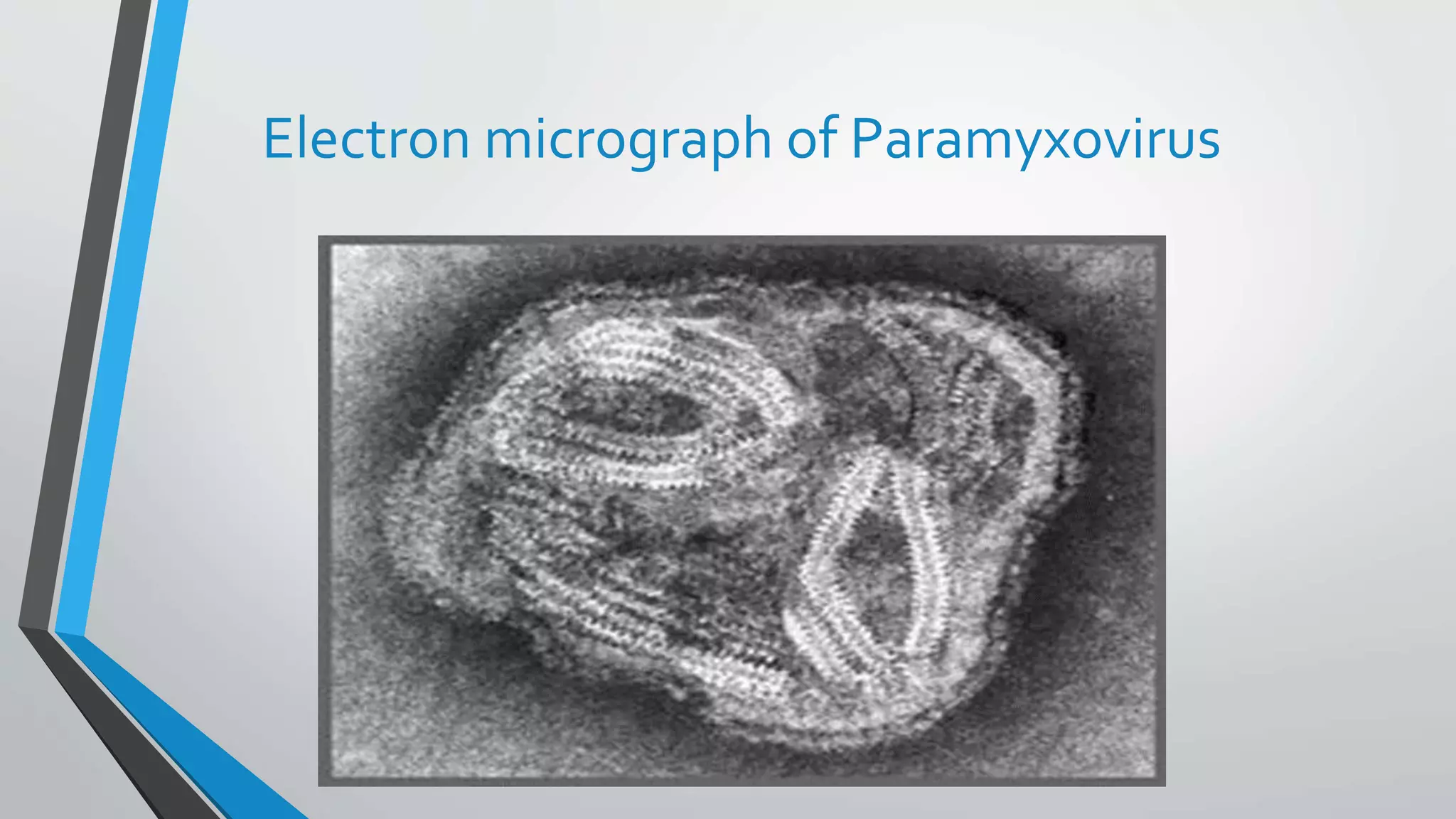 Structure of Animal Viruses | PPTX