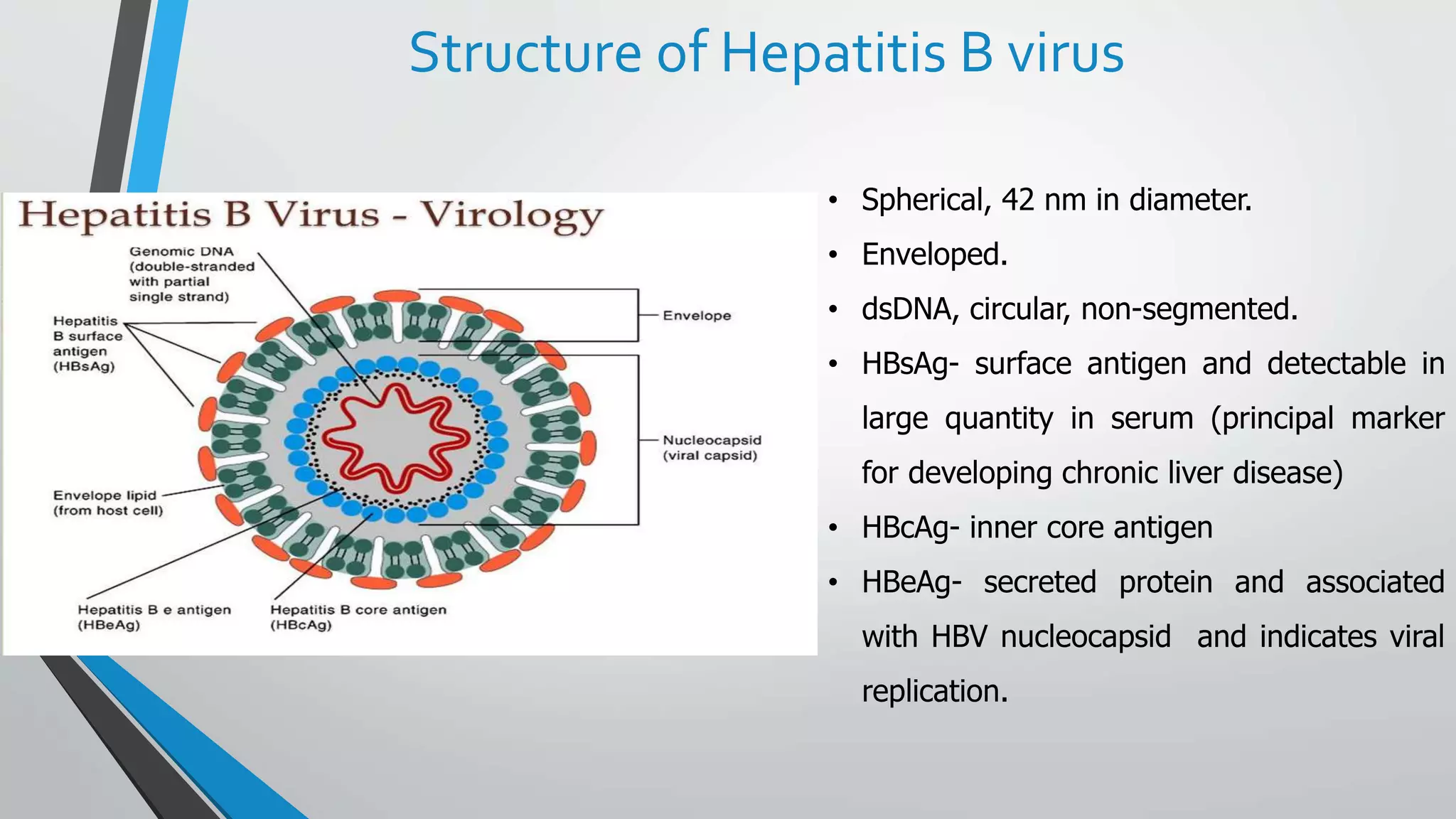 Structure of Animal Viruses | PPTX