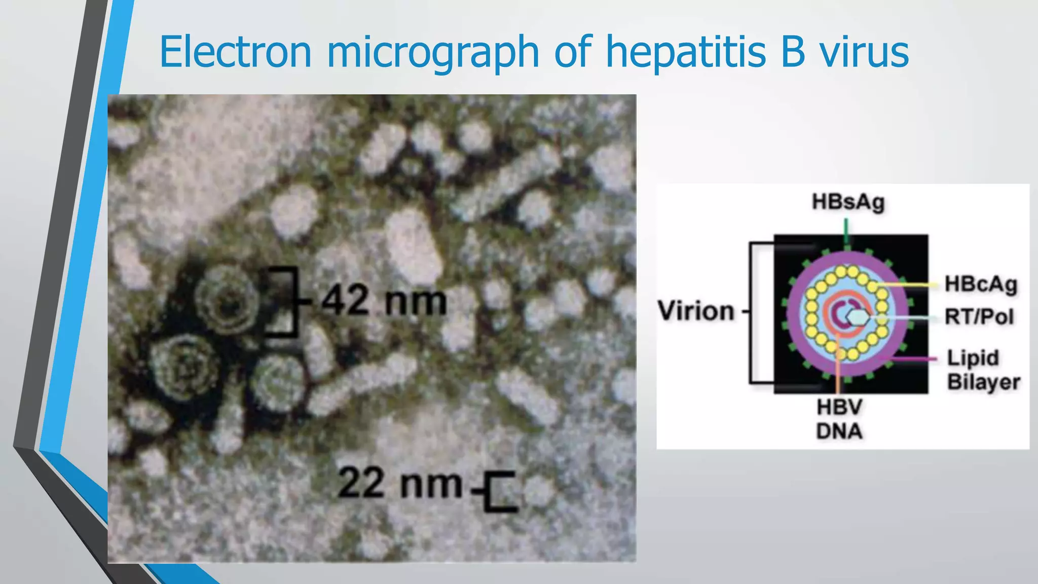 Structure of Animal Viruses | PPTX