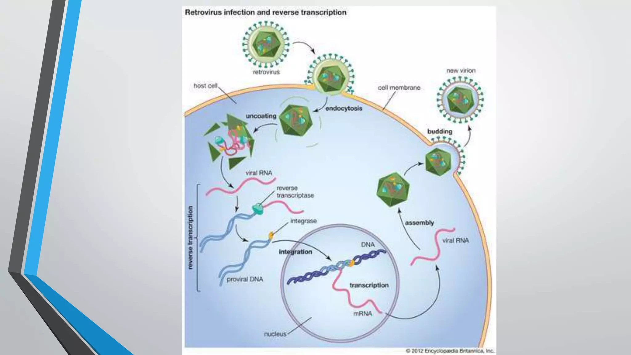 Structure of Animal Viruses | PPTX