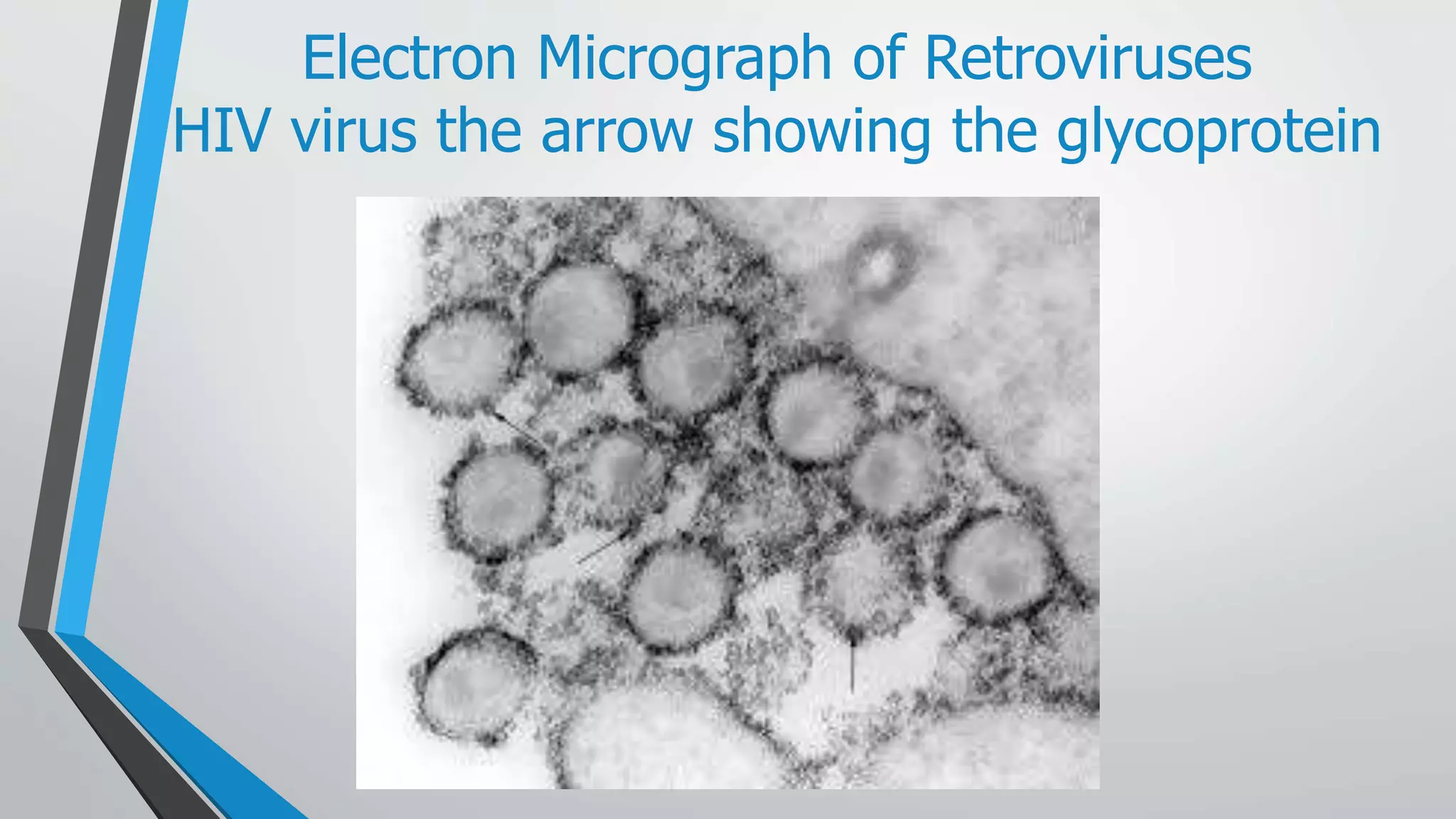 Structure of Animal Viruses | PPTX
