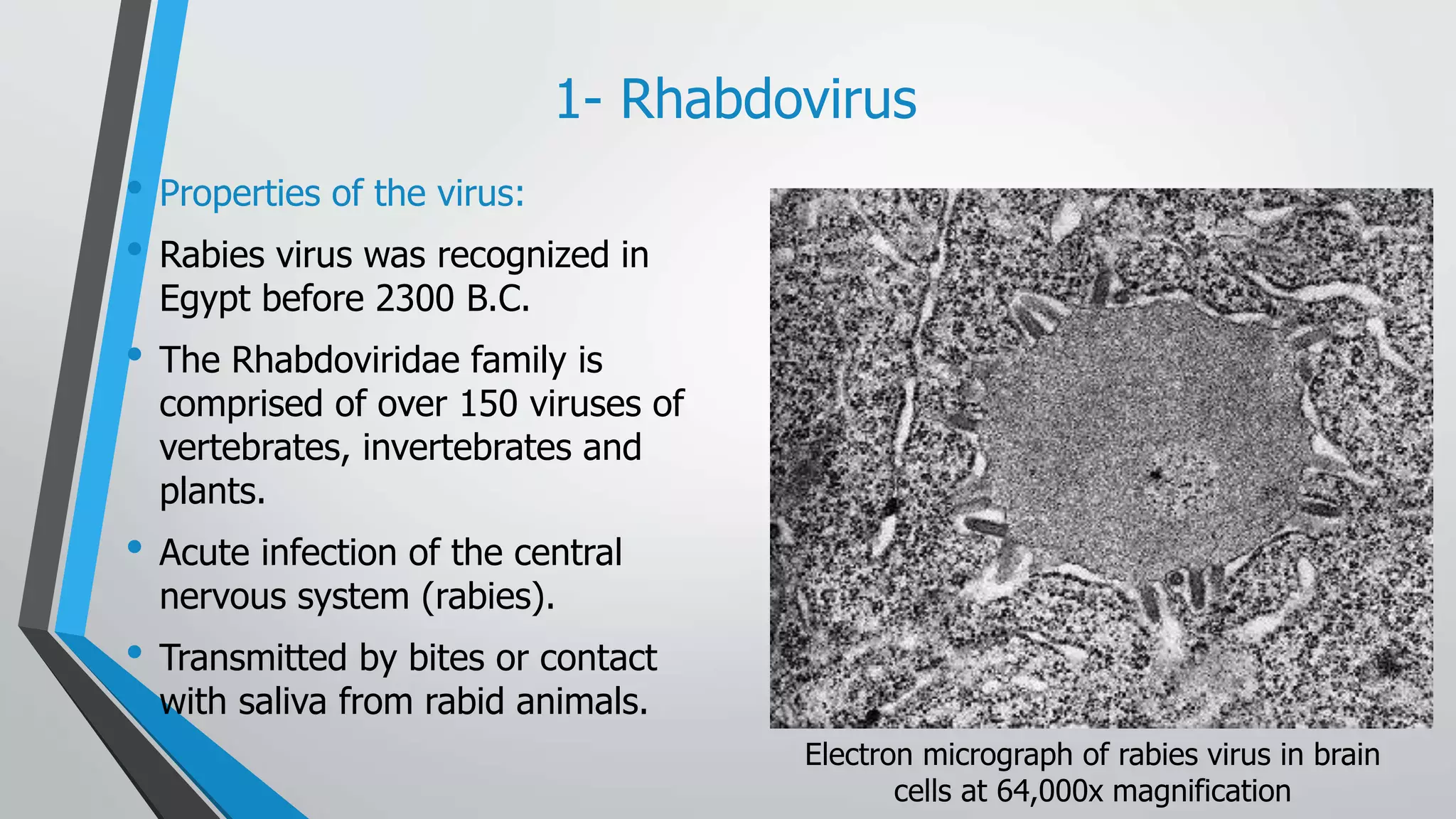 Structure of Animal Viruses | PPTX