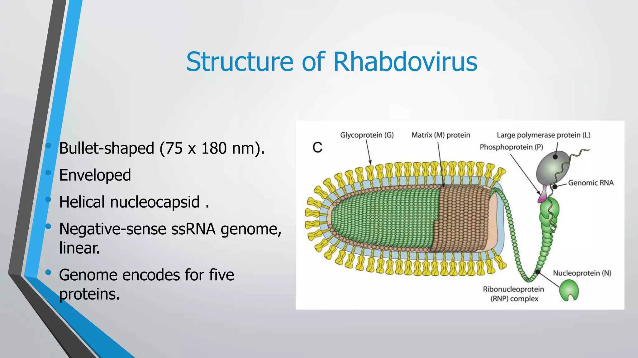 Structure of Animal Viruses | PPTX