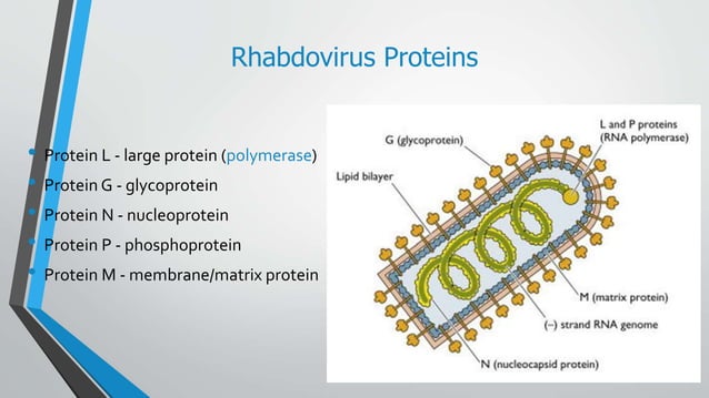 Structure of Animal Viruses | PPTX | Biological Sciences | Science