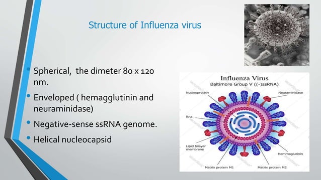 Structure of Animal Viruses | PPTX | Biological Sciences | Science