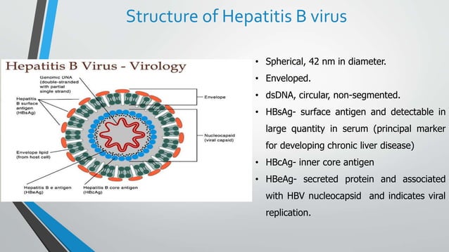 Structure of Animal Viruses | PPTX | Biological Sciences | Science