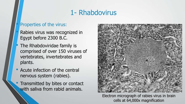 Structure of Animal Viruses | PPTX | Biological Sciences | Science