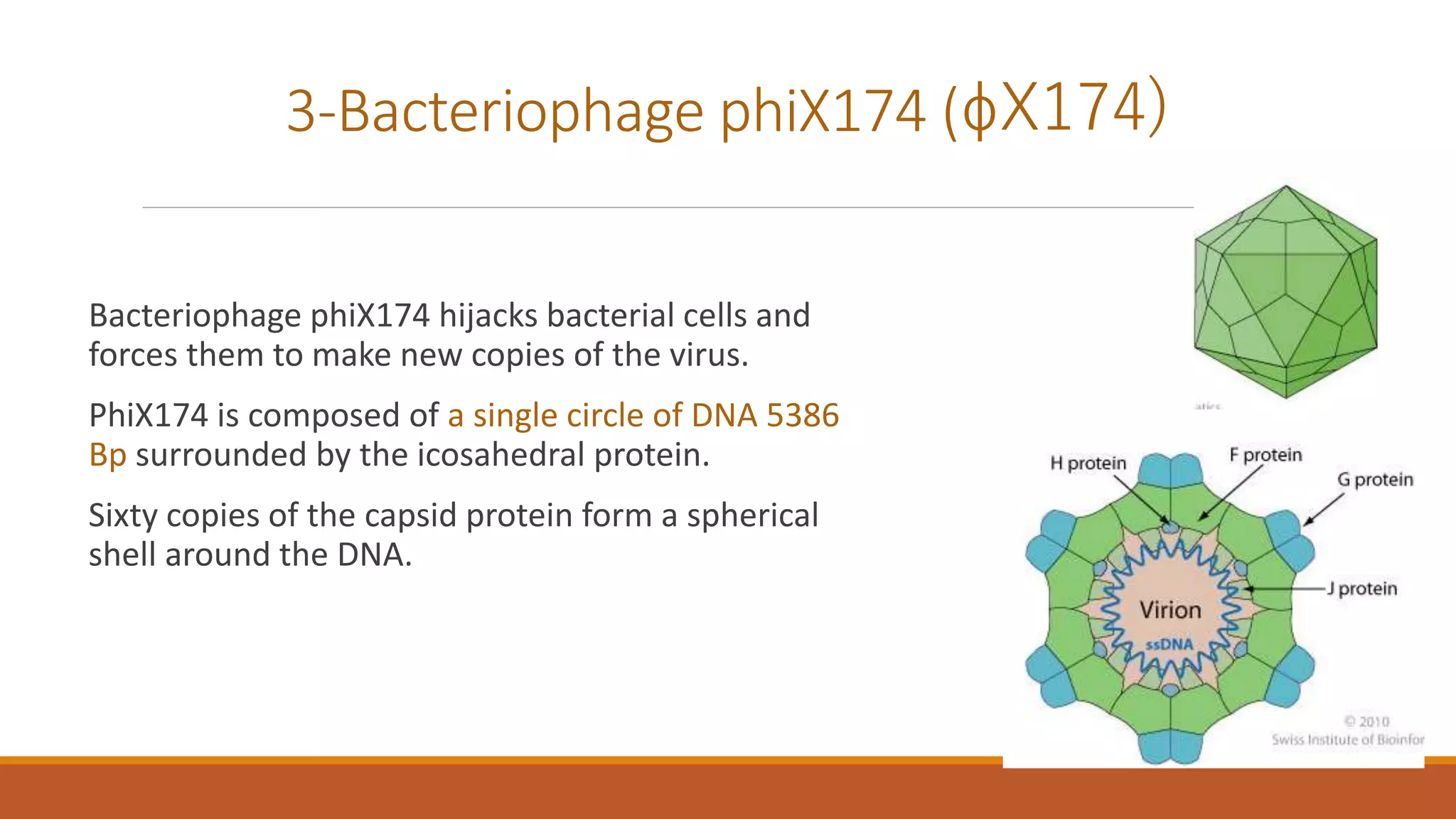 Structure of Bacterial Viruses | PPTX