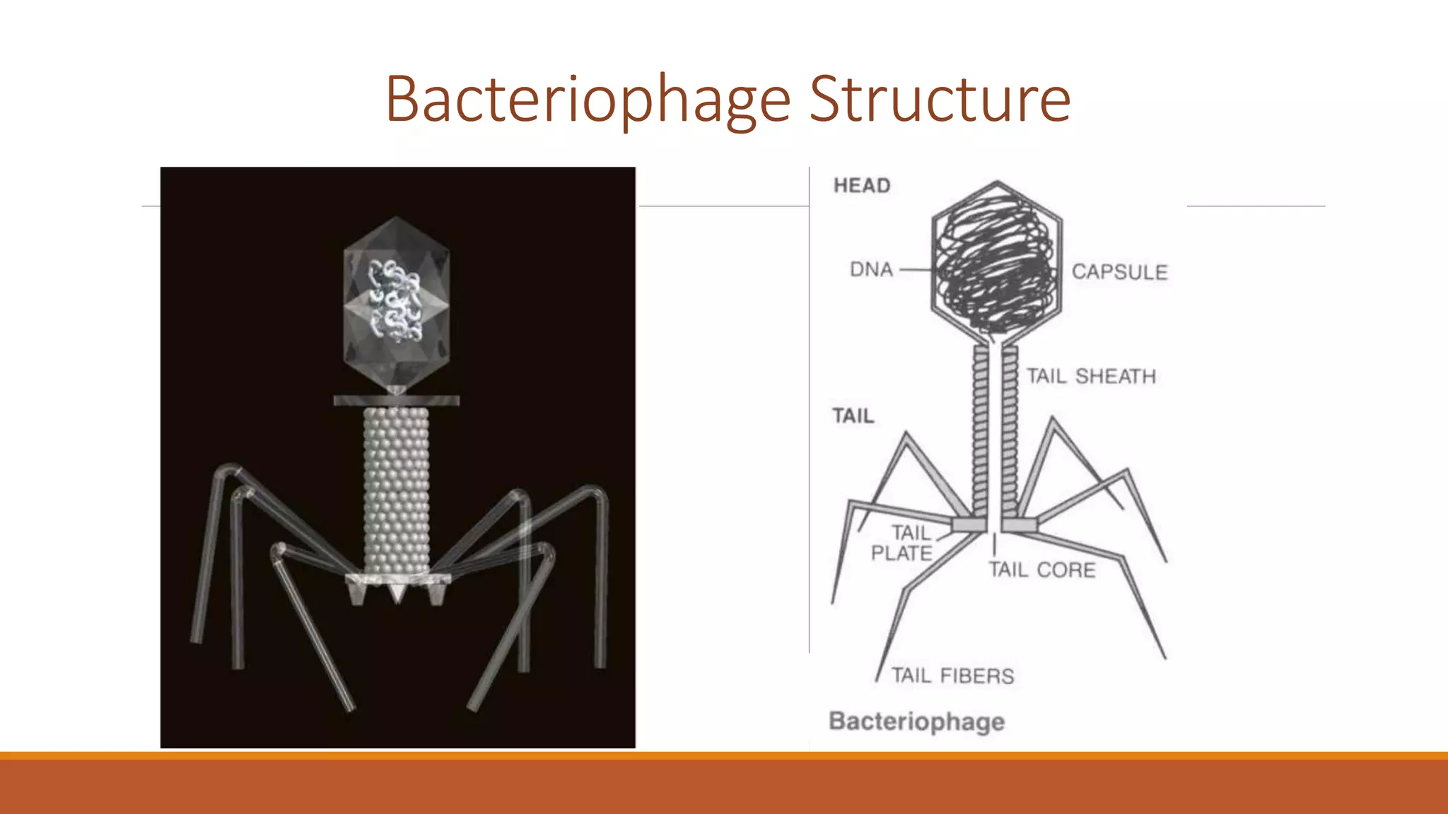 Structure of Bacterial Viruses | PPTX
