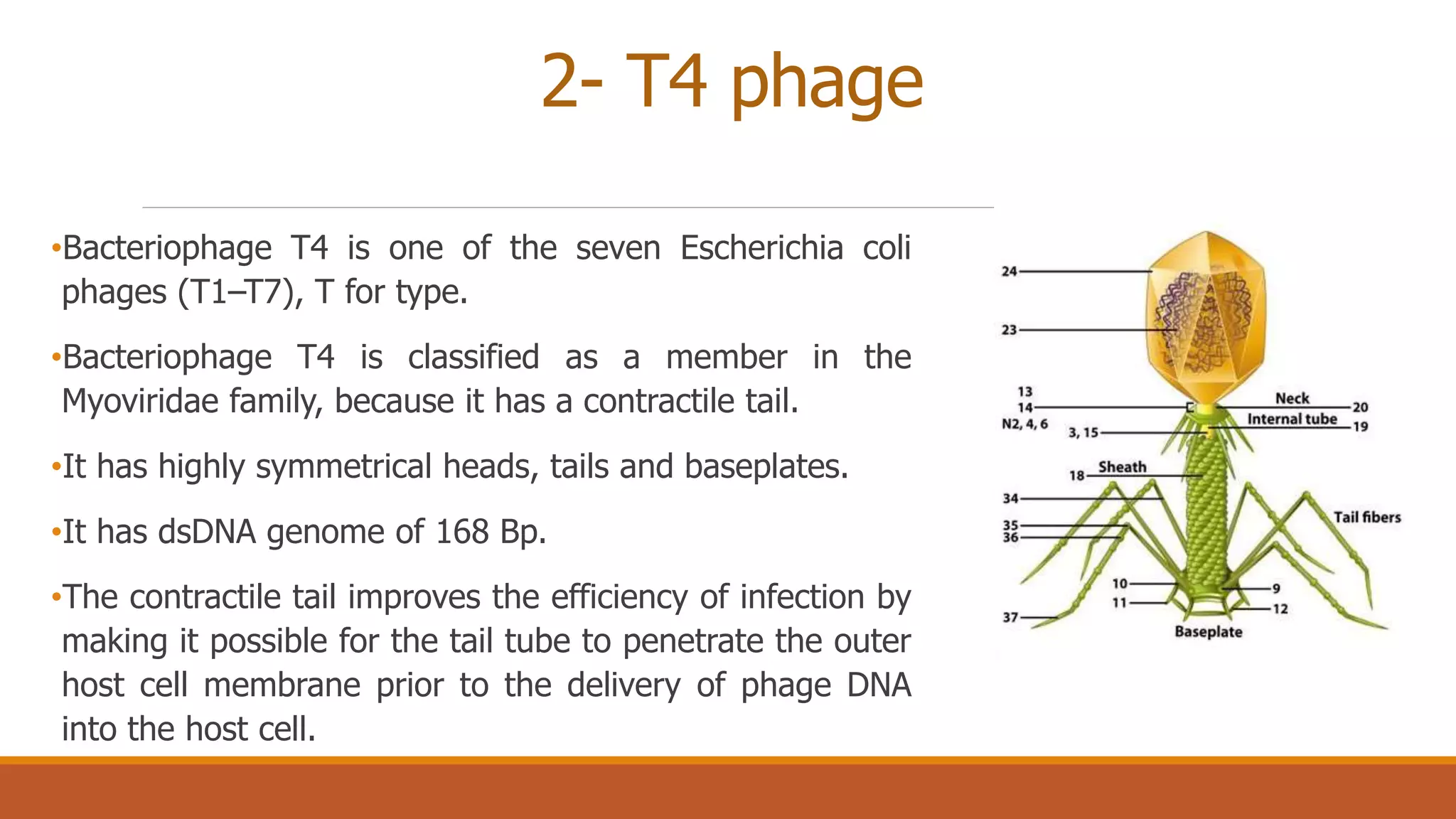 Structure of Bacterial Viruses | PPTX