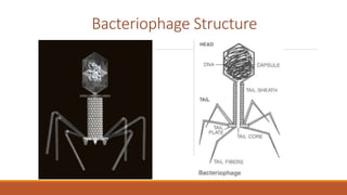 Structure of Bacterial Viruses | PPTX