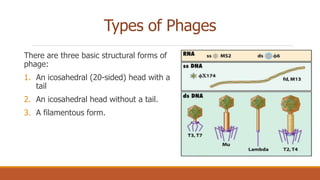 Structure of Bacterial Viruses | PPTX