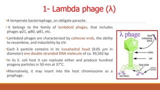 Structure of Bacterial Viruses | PPTX