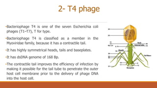 Structure of Bacterial Viruses | PPTX