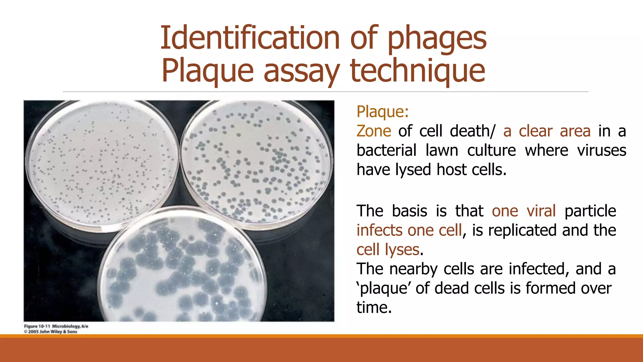 Isolation of Bacteriophage | PPTX