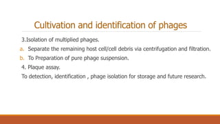 Isolation of Bacteriophage | PPTX