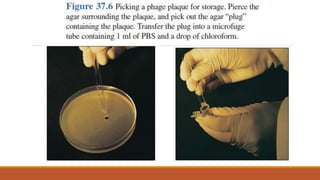 Isolation of Bacteriophage | PPTX
